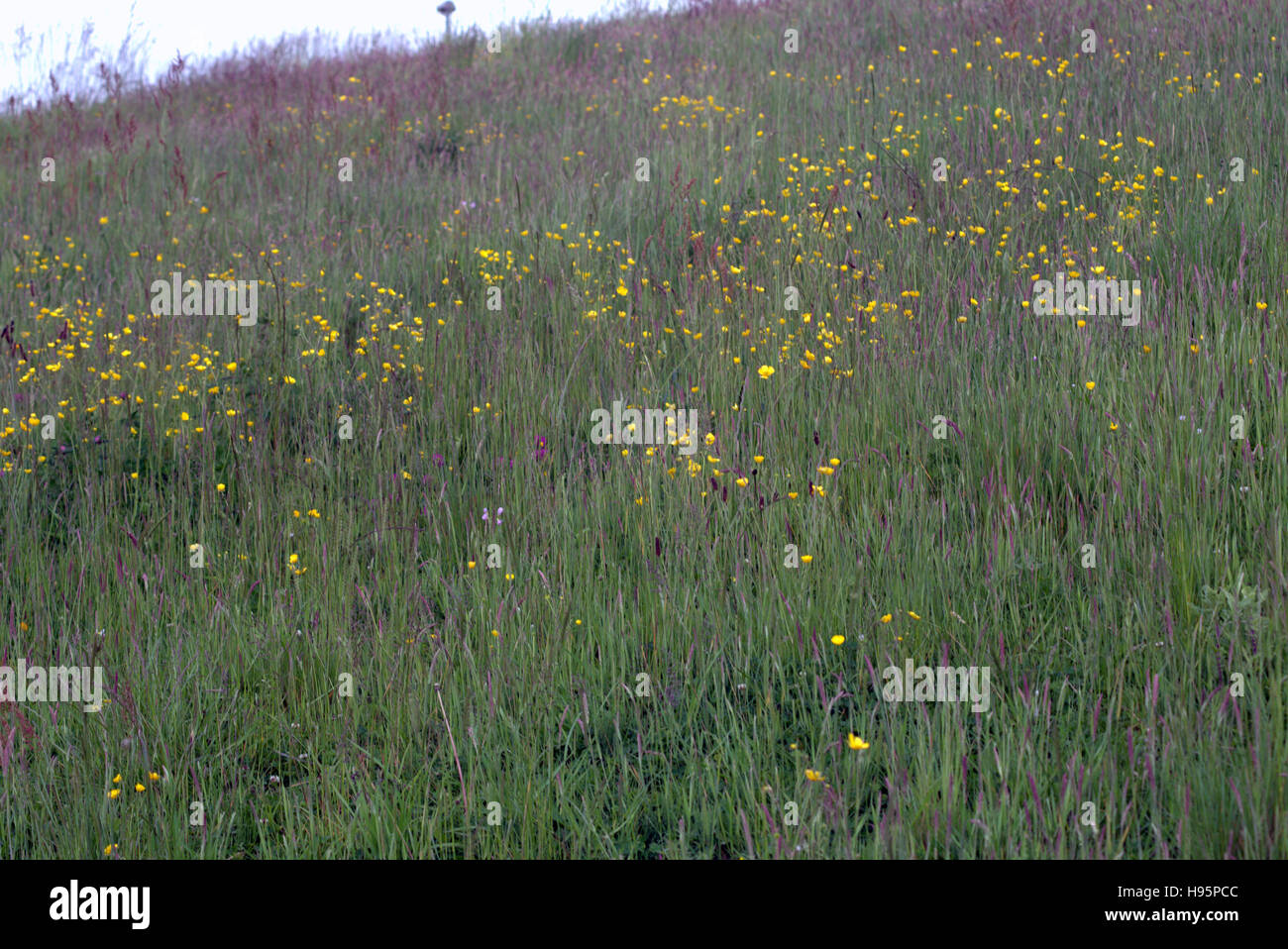 Scottish wild meadow flower background grasses and weeds Stock Photo ...