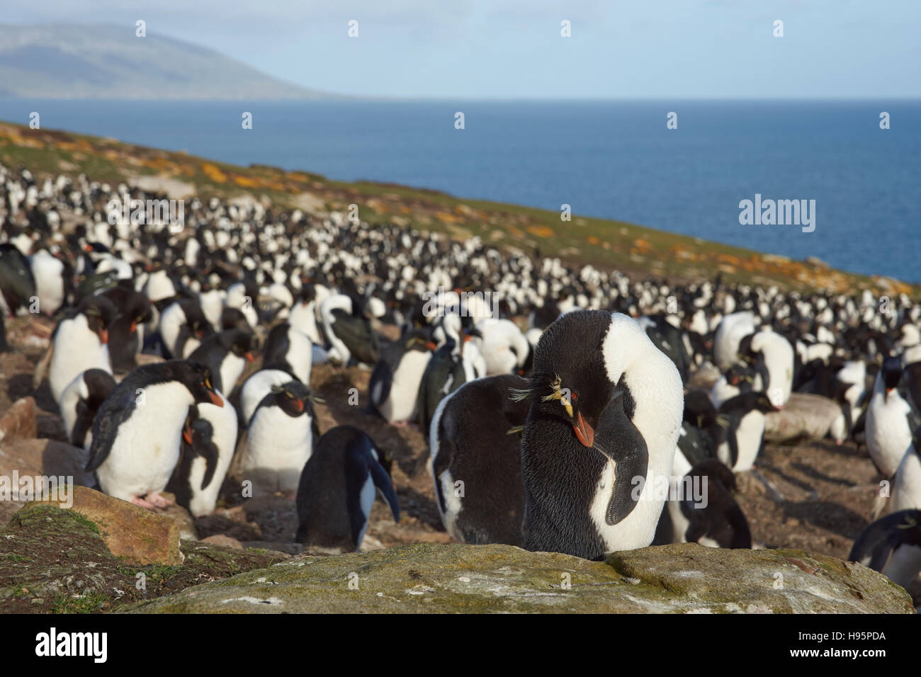 Colony of Rockhopper Penguins (Eudyptes chrysocome) on Saunders Island ...