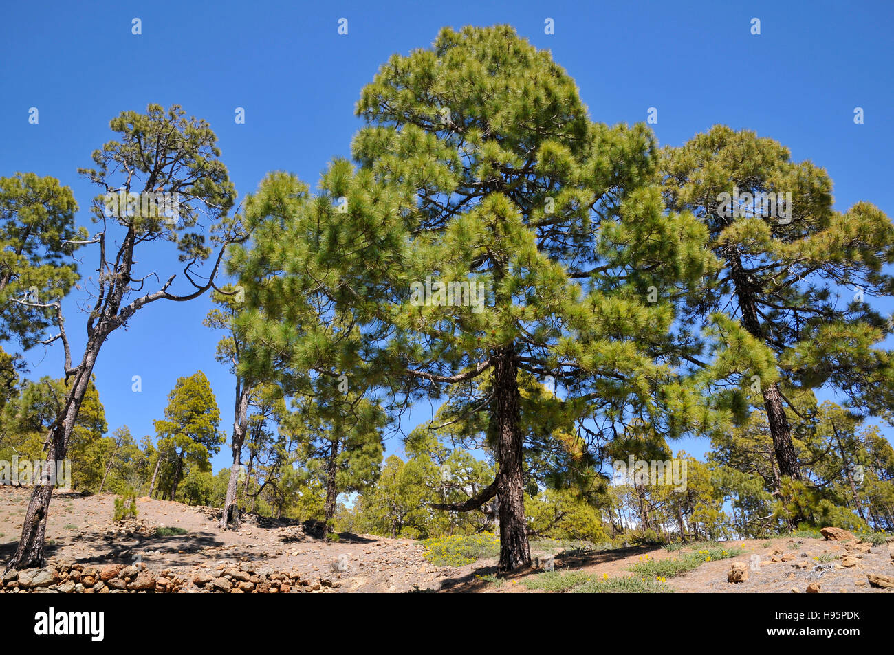 Forest with canary island pine pinus canariensis hi-res stock ...