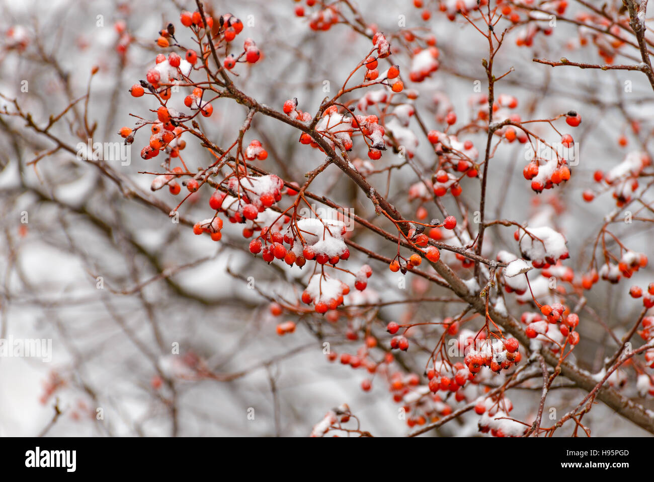 Red mountain ash winter hi-res stock photography and images - Alamy