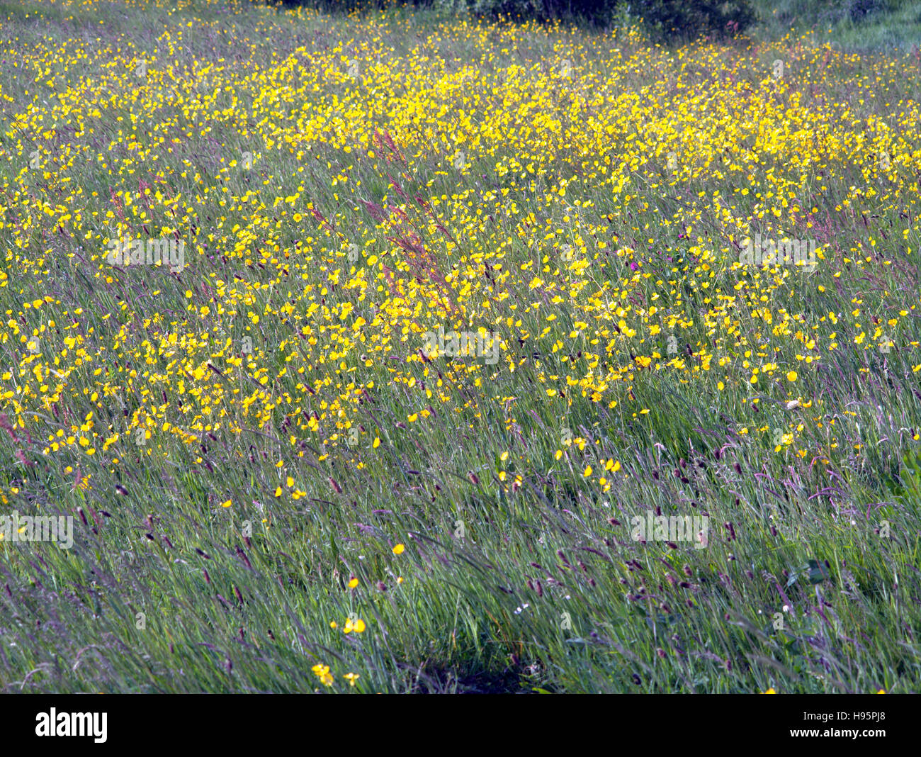 Scottish wild meadow flower background grasses and weeds Stock Photo ...