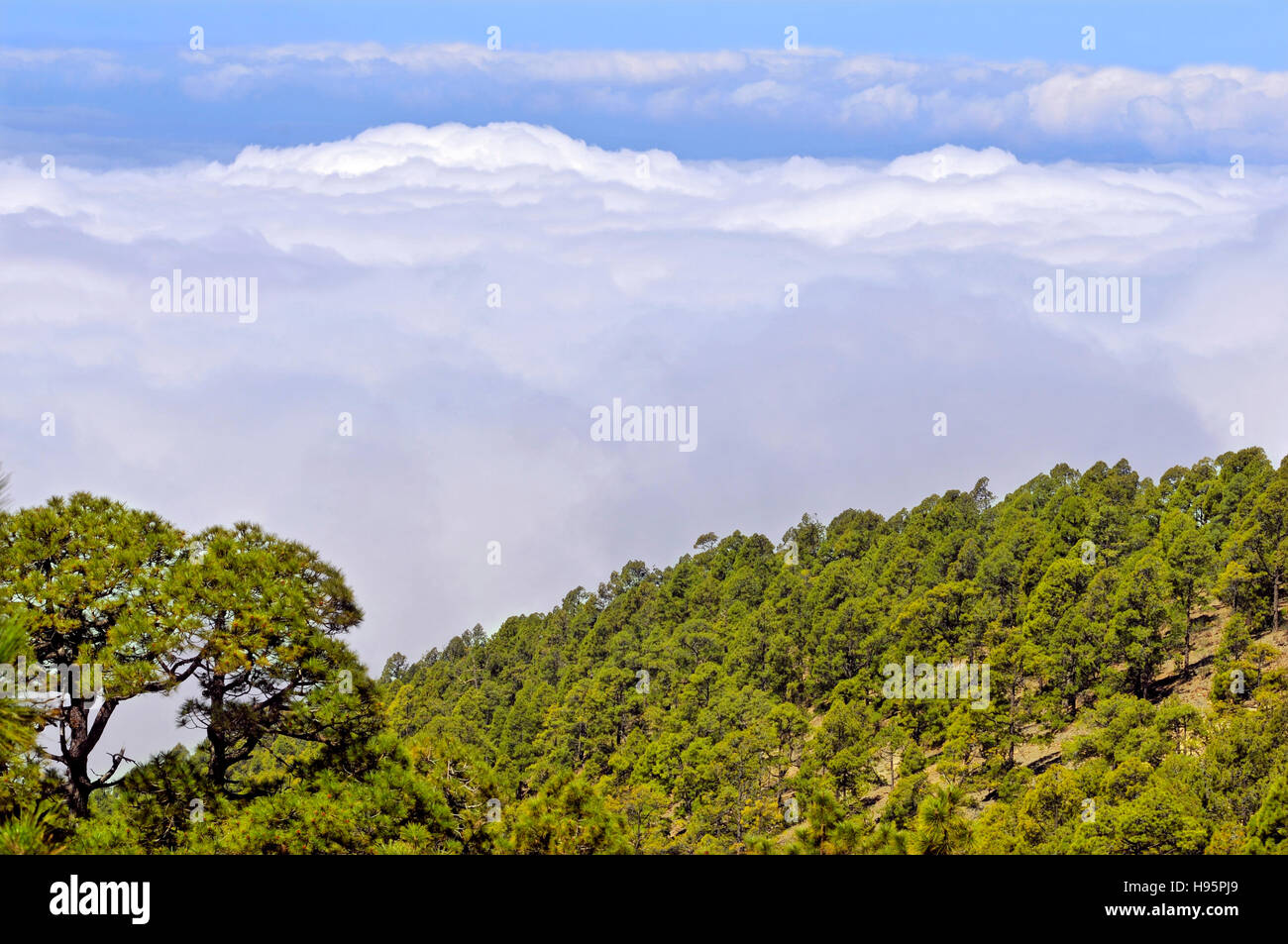 Aerial view of forest of canarian pines (Pinus canariensis) above the ...