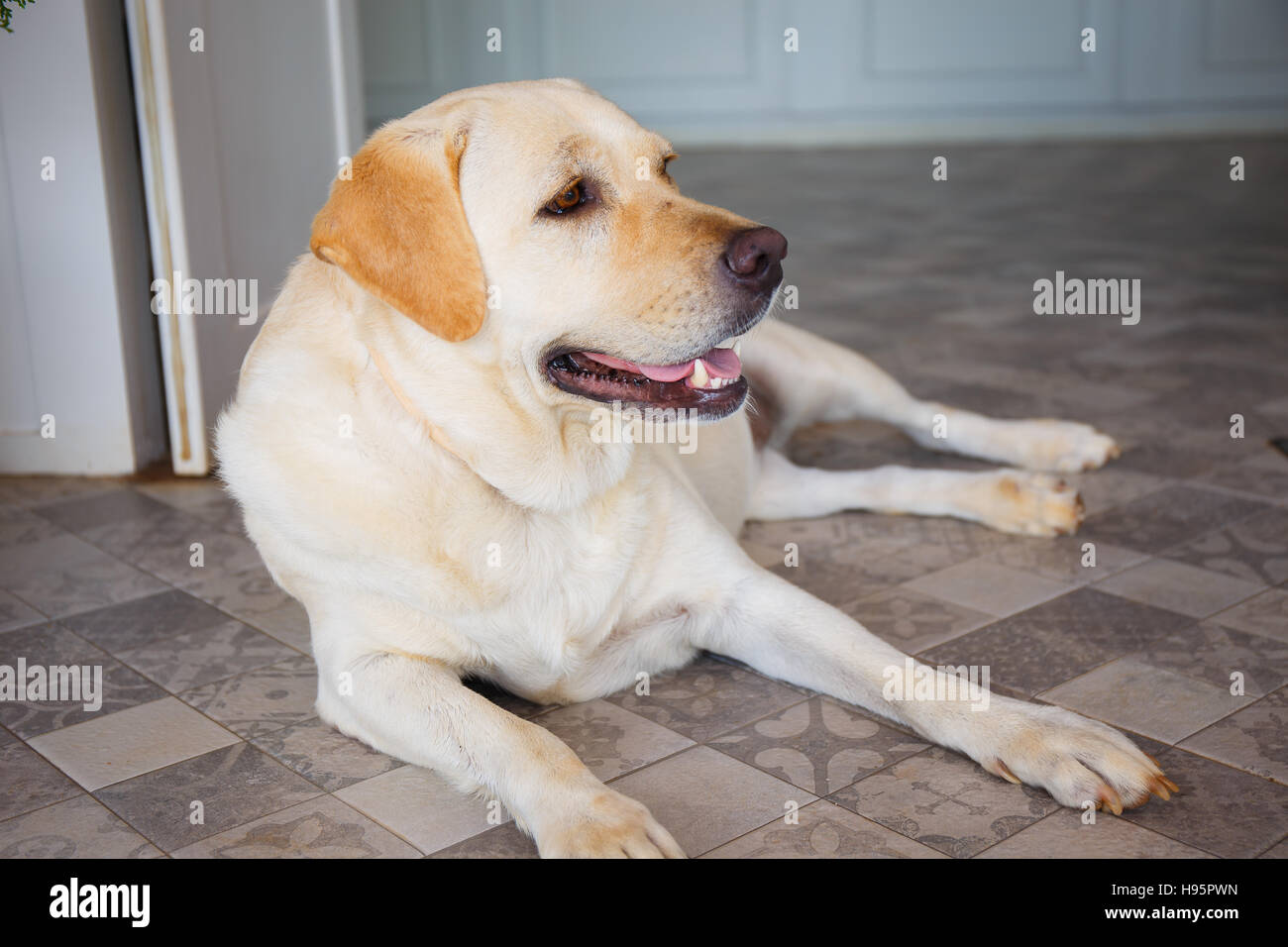 dog is sleeping beside the door Stock Photo - Alamy