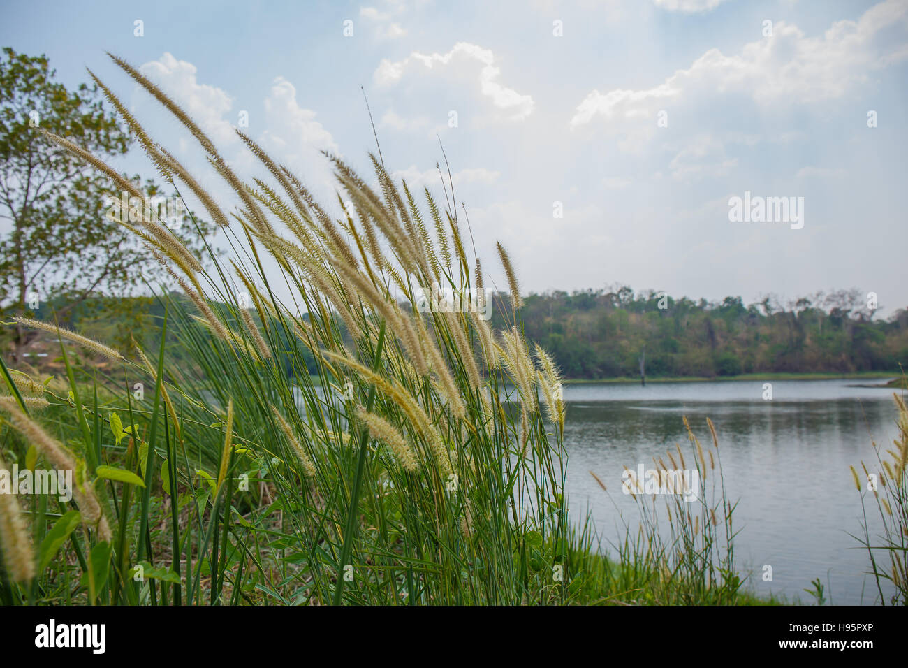 Close up Poaceae grass flower countryside of thailand Stock Photo - Alamy