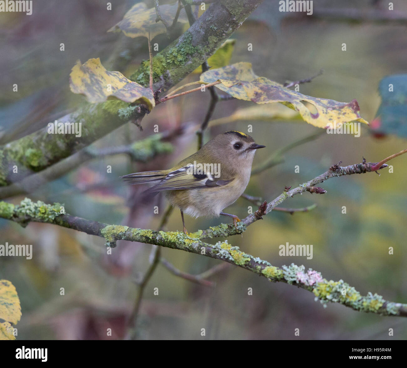 Goldcrest regulus regulus adult female hi-res stock photography and ...