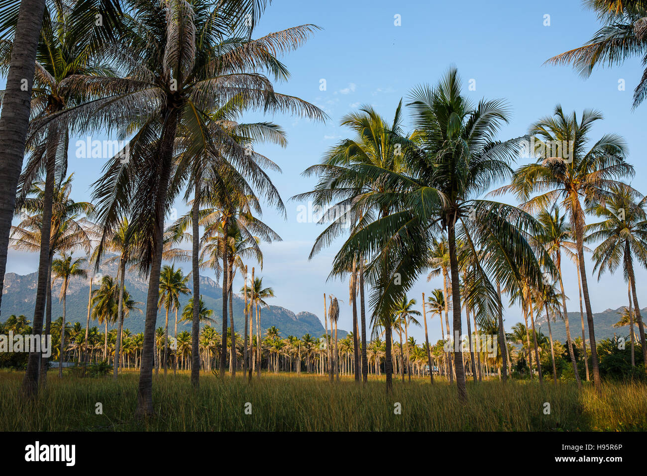 Coconut tree in garden Stock Photo - Alamy