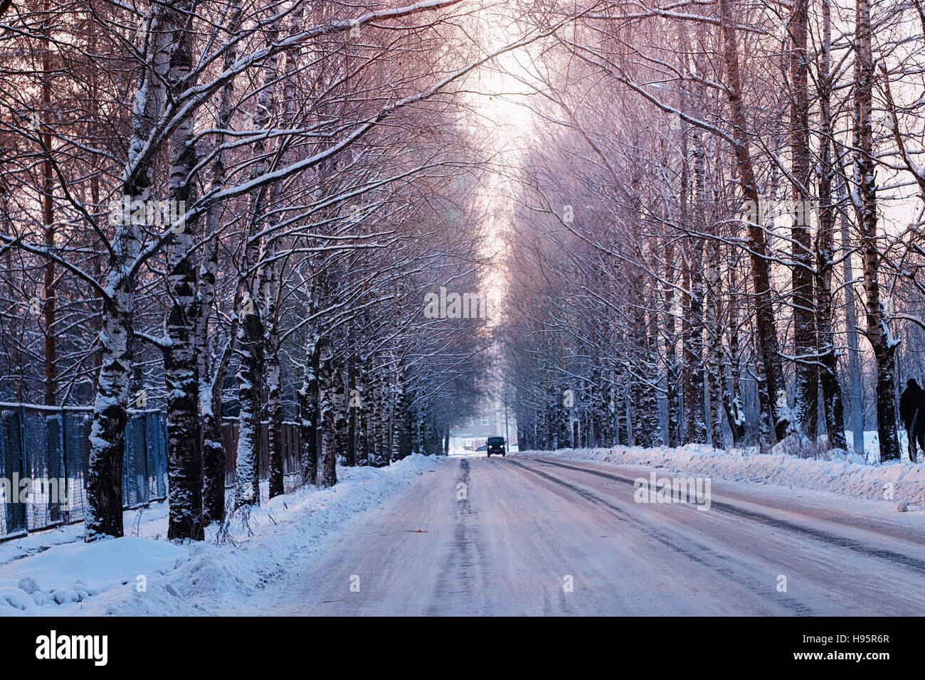 street trees winter empty Stock Photo - Alamy