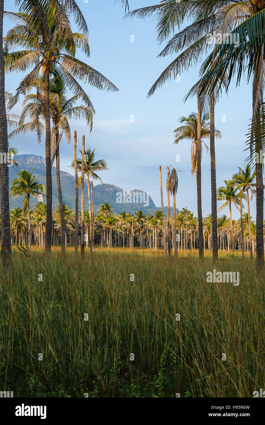 Coconut tree in garden Stock Photo - Alamy