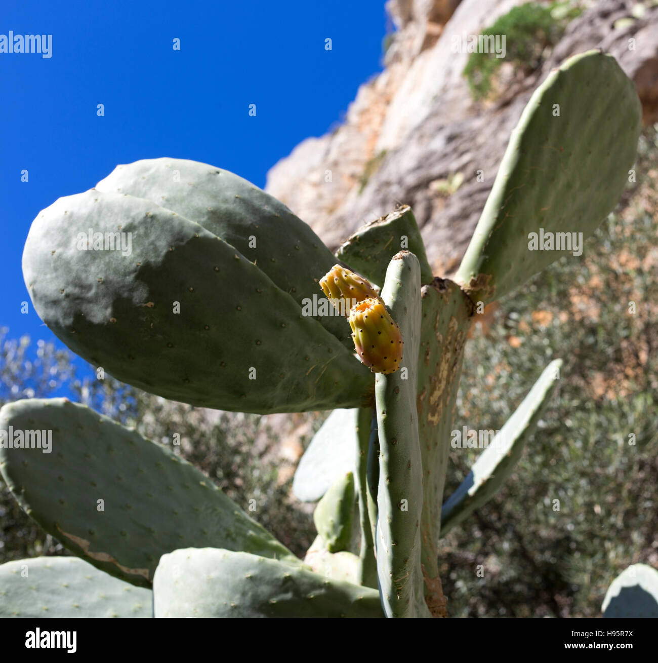 Cactus fig with two fruits hi-res stock photography and images - Alamy