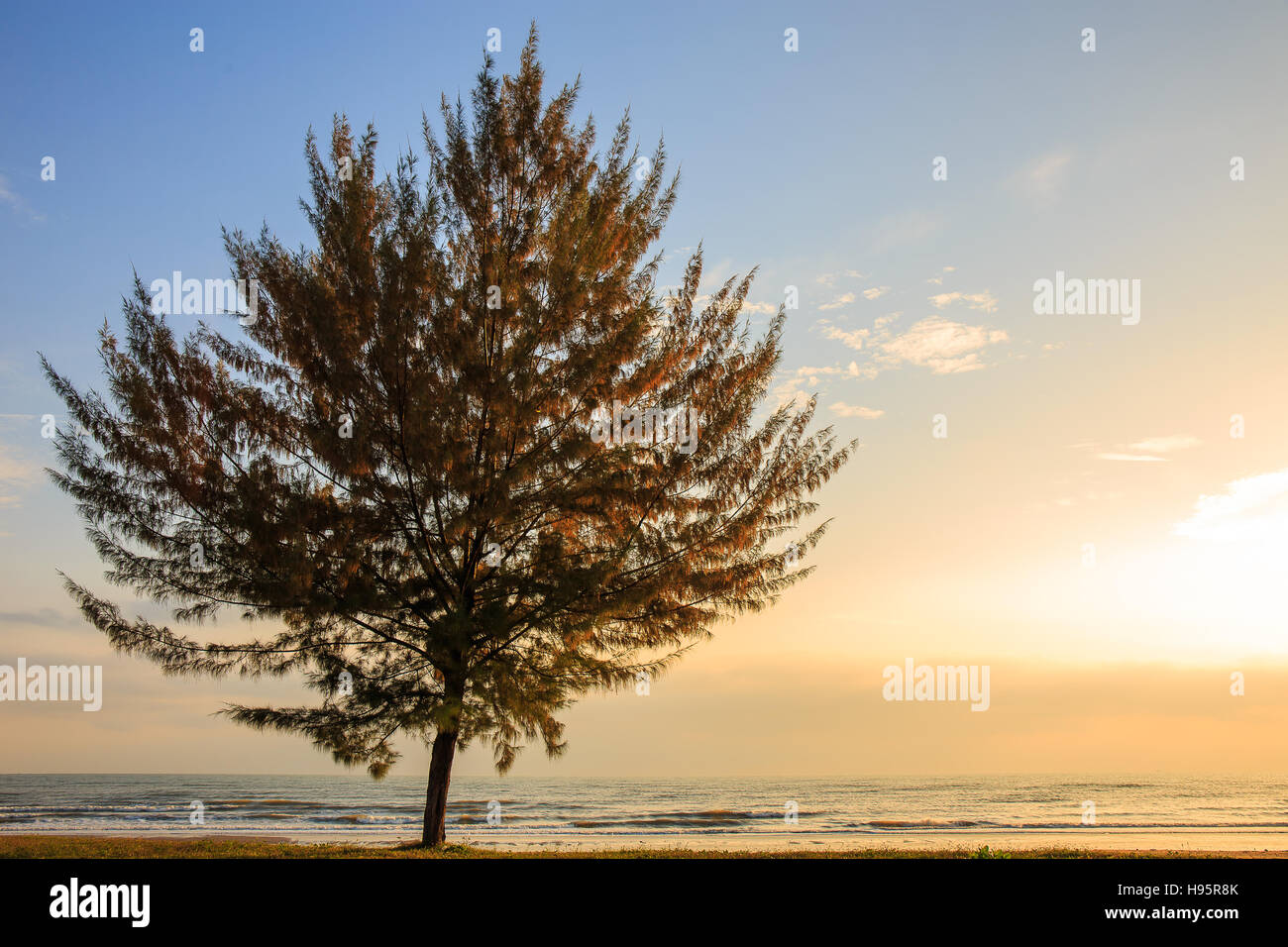Seascape with lonely pine tree on beach at Thailand Stock Photo - Alamy