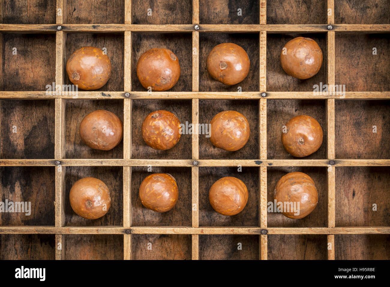 macadamia nuts in shells in rustic wooden typesetter box Stock Photo ...