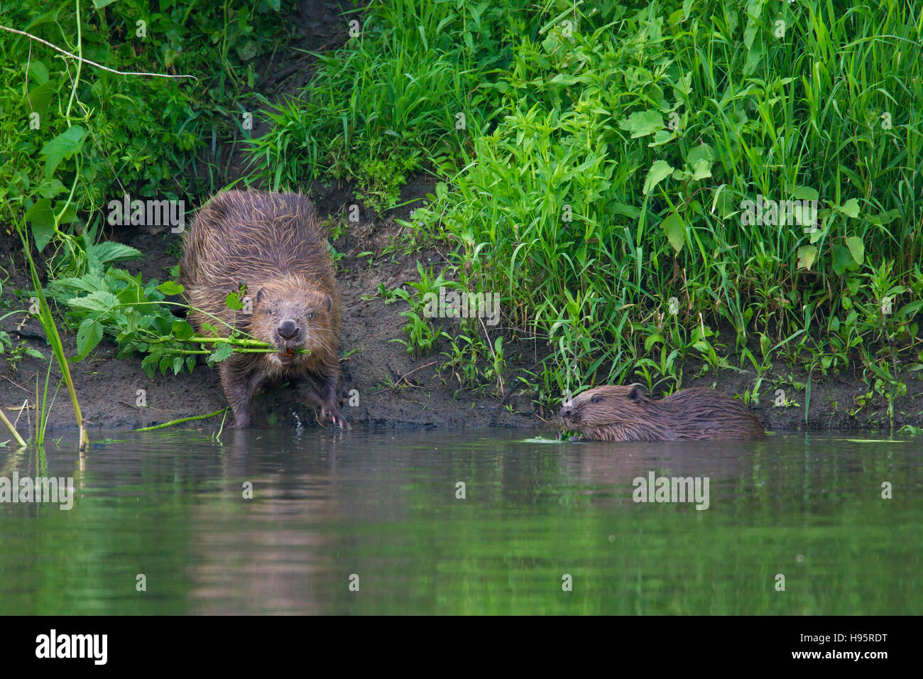 Beaver food hi-res stock photography and images - Alamy