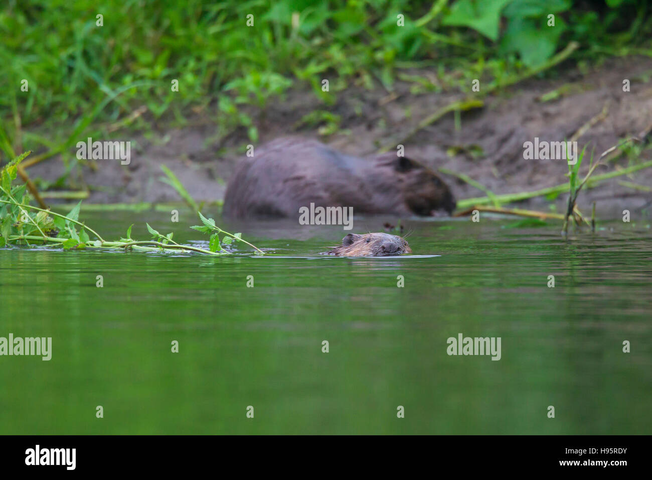 Eurasian beavers / European beaver (Castor fiber) collecting vegetation ...
