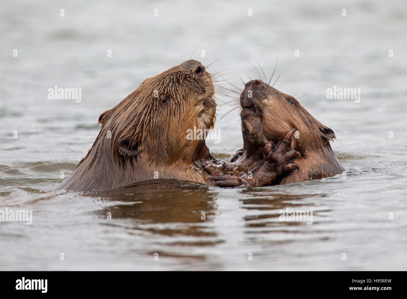 Beavers hi-res stock photography and images - Alamy