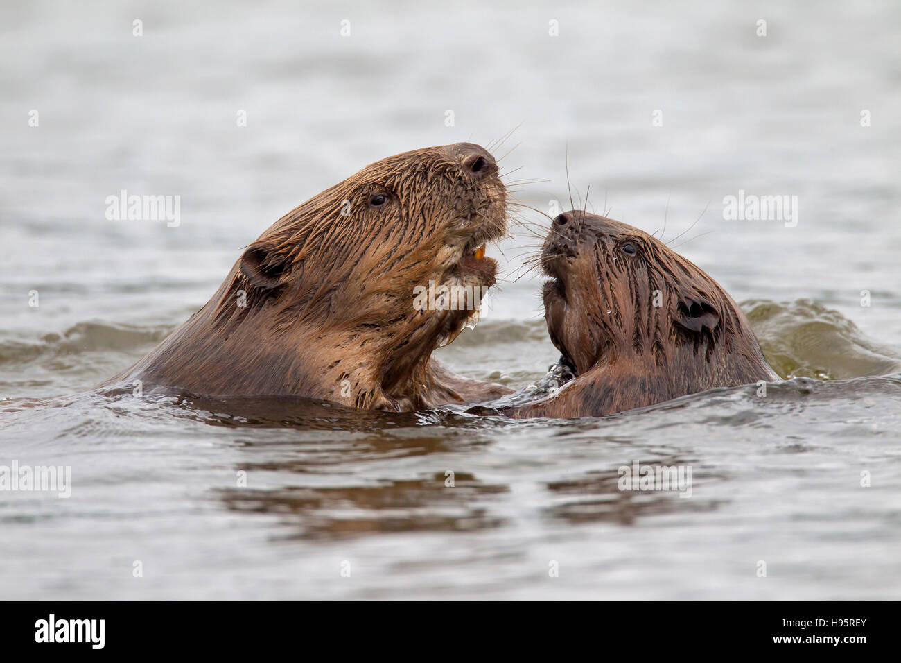 Beavers swimming hi-res stock photography and images - Alamy