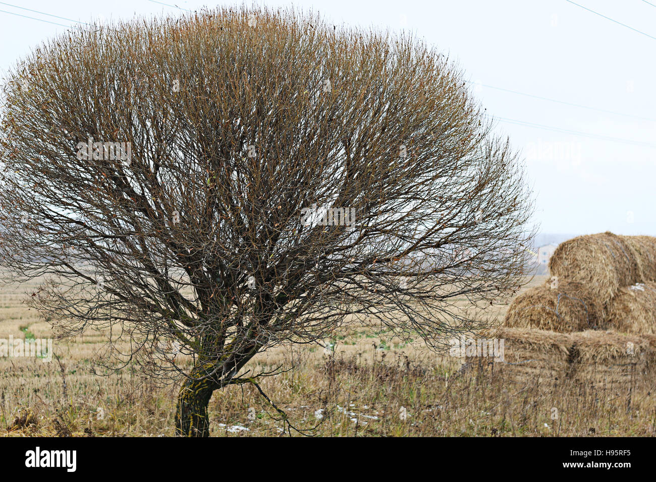 Fall field straw stack Stock Photo - Alamy