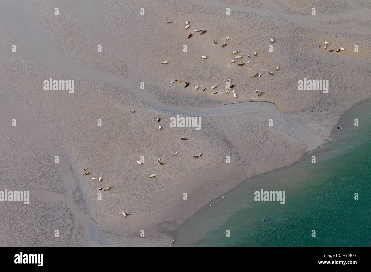 Bird's eye view of common seals / harbour seals (Phoca vitulina) in ...