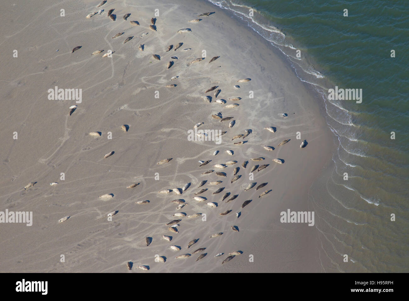 Bird's eye view of common seals / harbour seals (Phoca vitulina) in ...