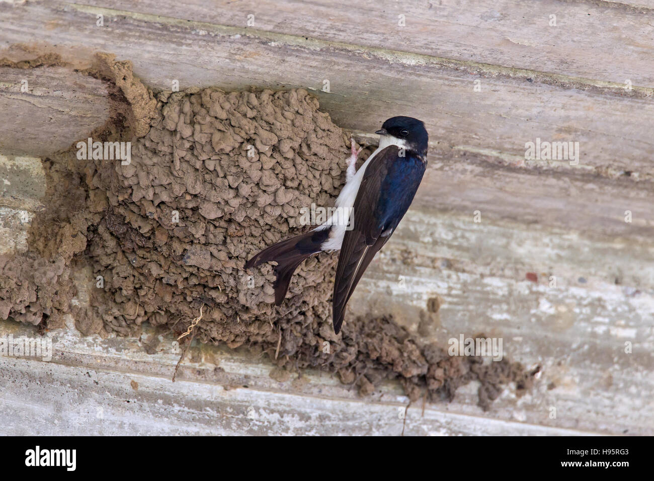 Common house martin / northern house martin (Delichon urbicum ...