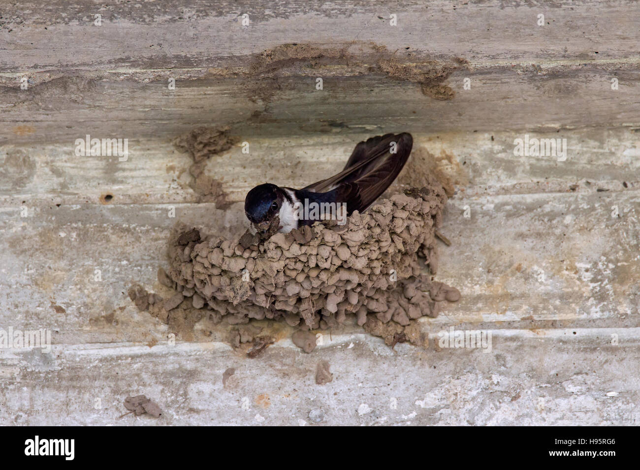 Common house martin / northern house martin (Delichon urbicum ...