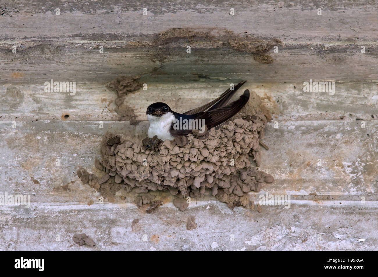 Common house martin / northern house martin (Delichon urbicum ...