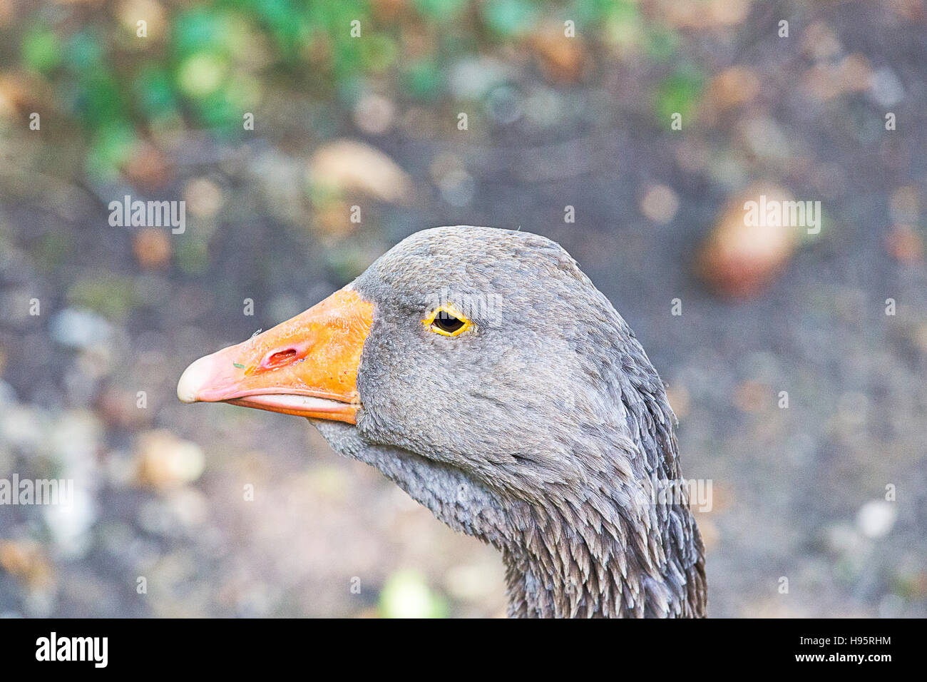 Closeup portrait of the Greylag Goose Stock Photo - Alamy
