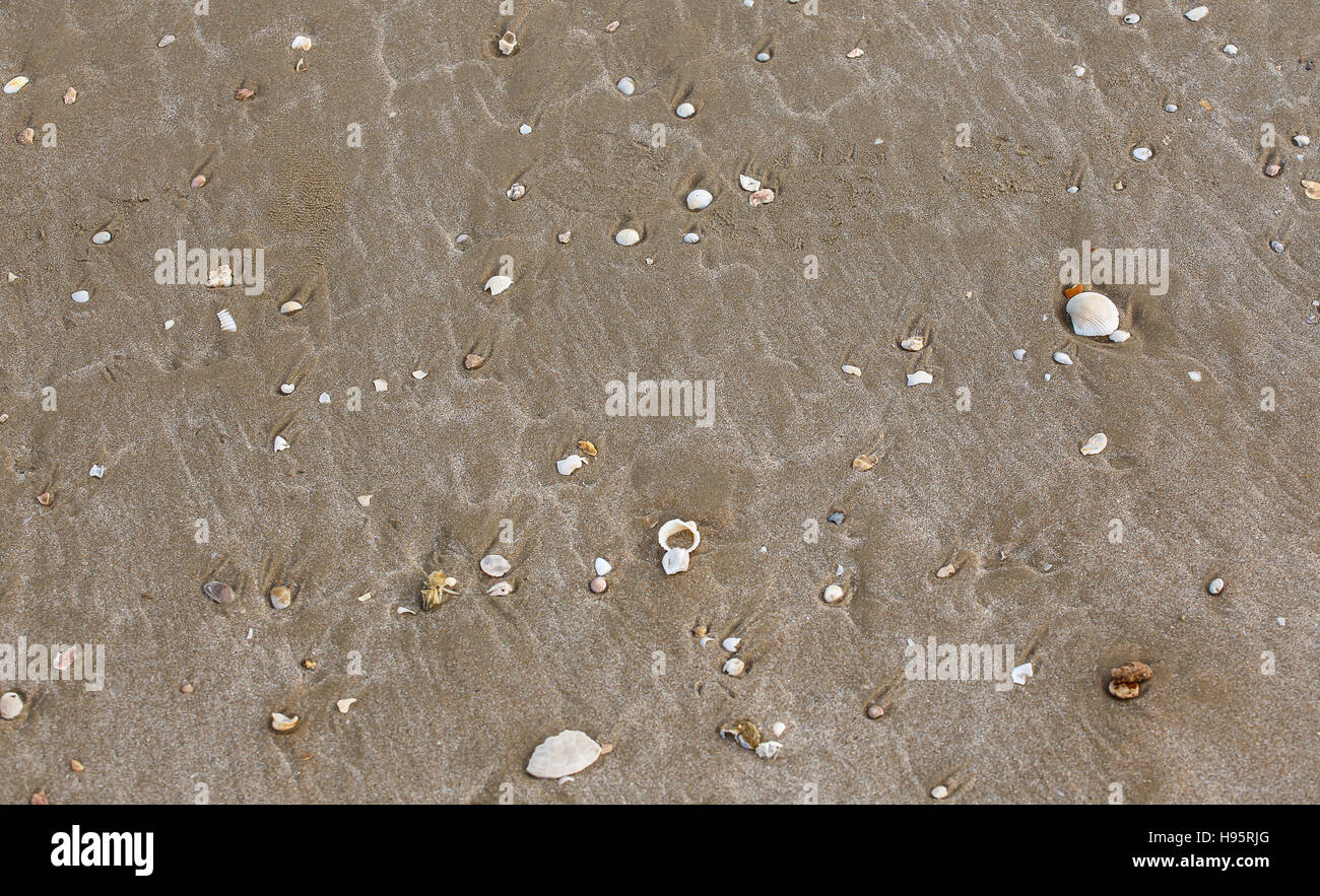 Shells on the beach background Stock Photo - Alamy