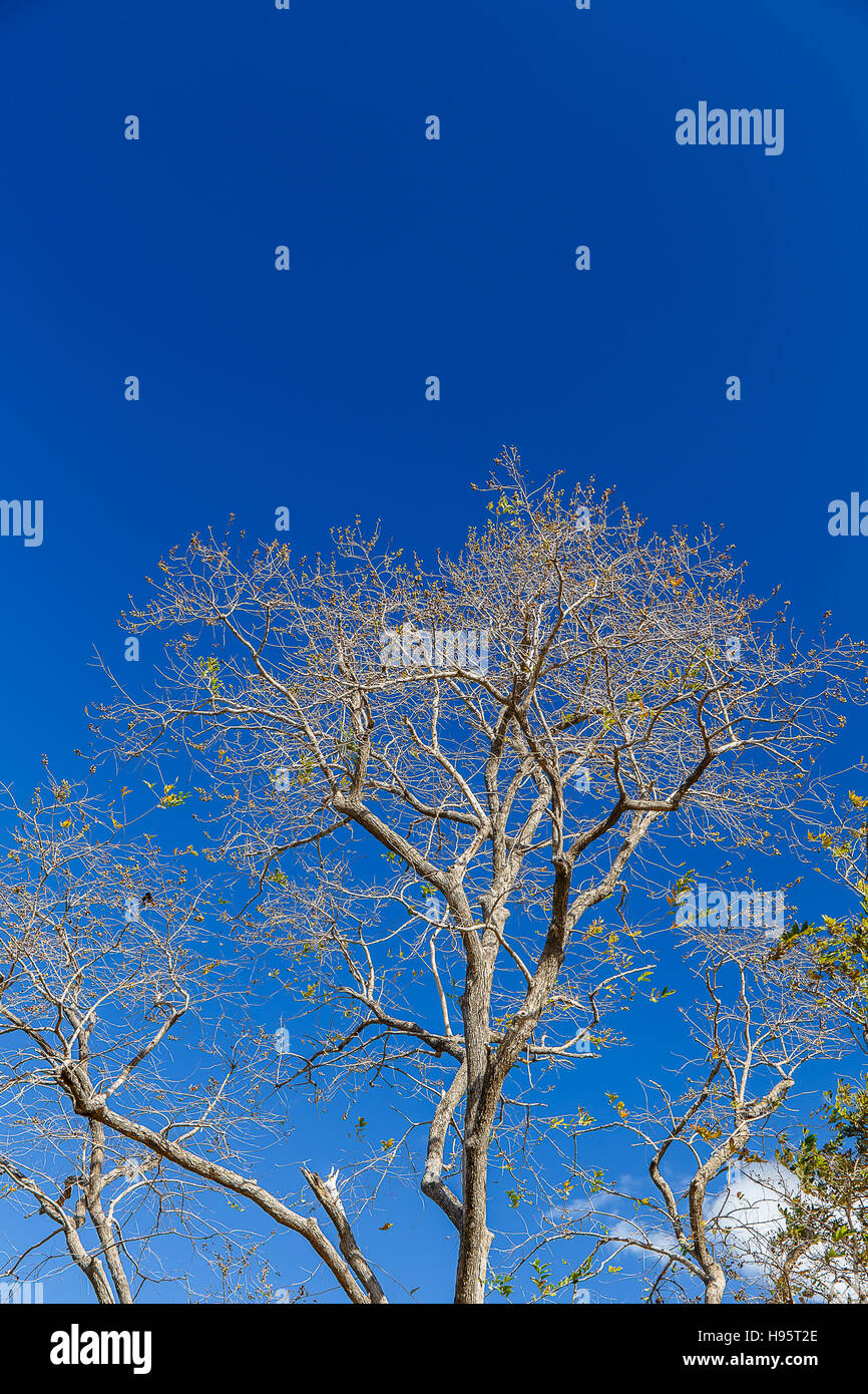 Tree against the sky background Stock Photo - Alamy