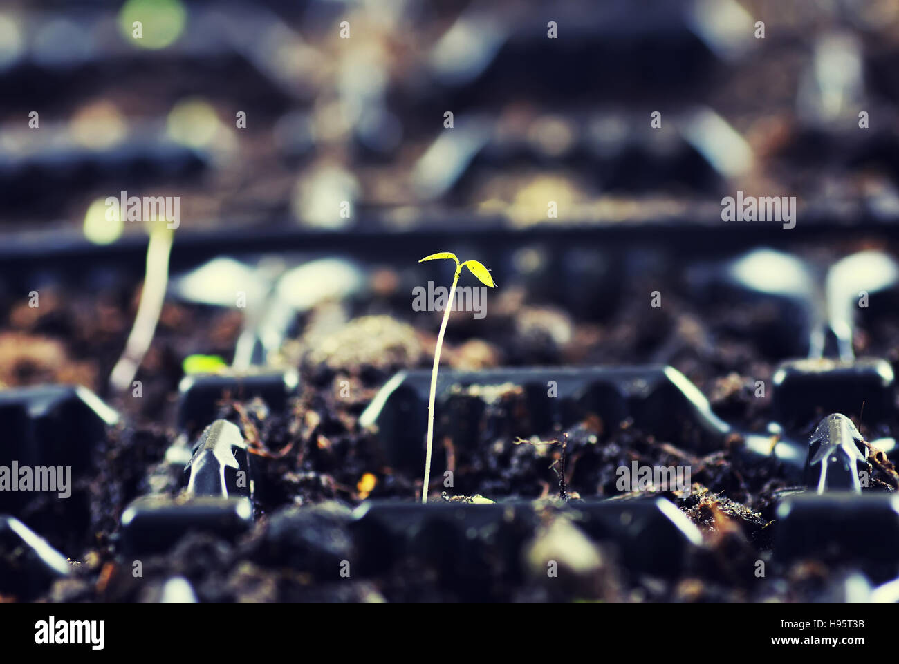 box with small sprout from seeds Stock Photo - Alamy