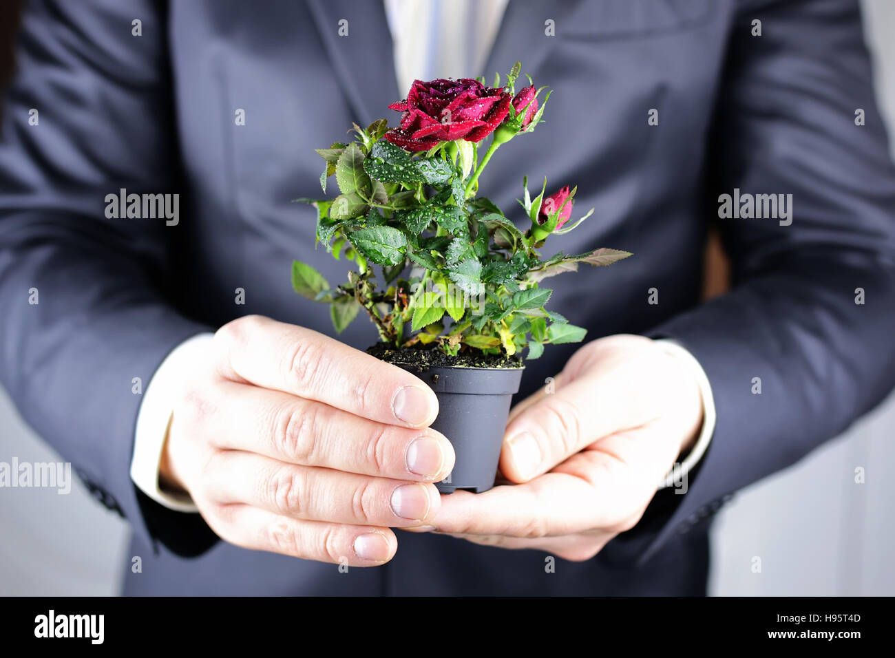 Rose in hand man suit Stock Photo - Alamy