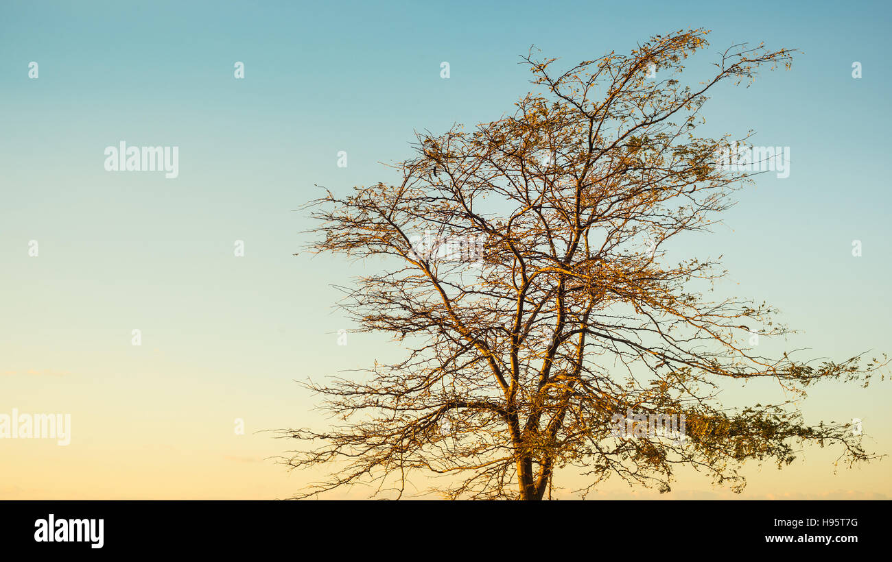 acacia tree at fall Stock Photo - Alamy