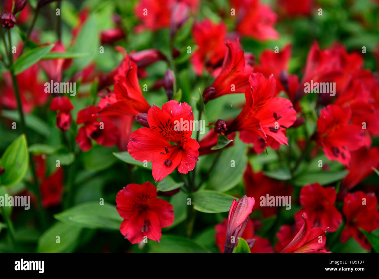 alstroemeria red elf Alstroemerias Peruvian Lilies lily red flowers ...