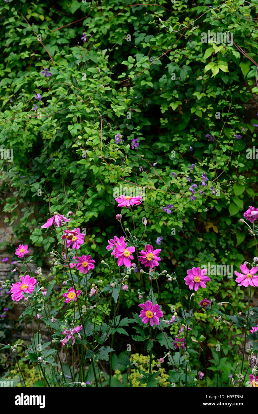 Anemone hupehensis var japonica splendens hi-res stock photography and ...