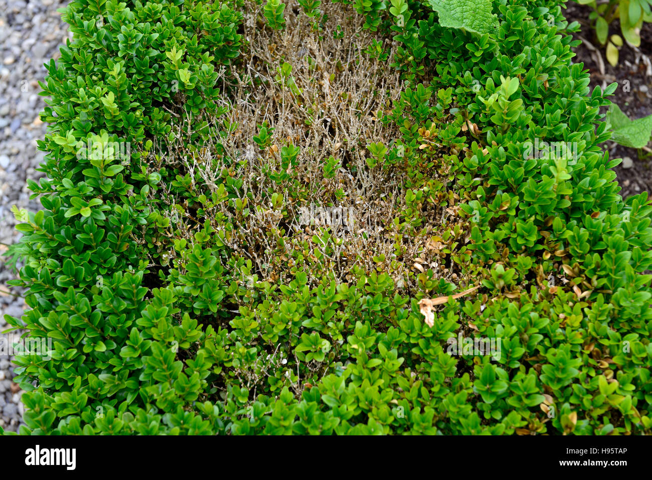 Box Blight Buxus High Resolution Stock Photography and Images - Alamy
