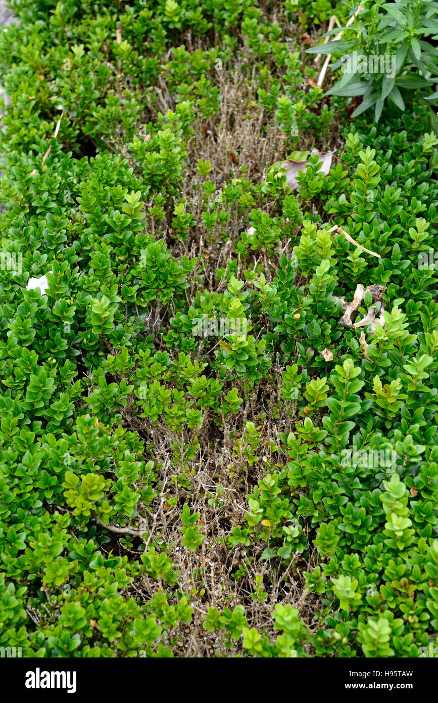 box blight buxus box hedge damage damaged box blight evergreens shrubs ...