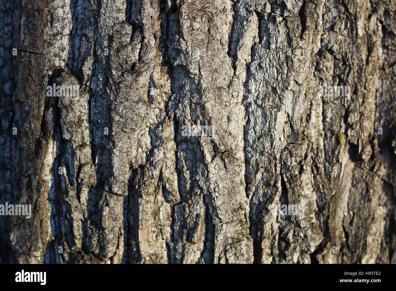 tree bark close-up Stock Photo - Alamy