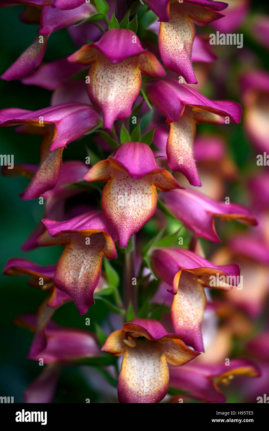 digitalis illumination pink foxgloves foxglove sterile hybrid ...