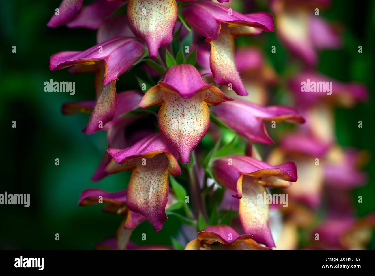 digitalis illumination pink foxgloves foxglove sterile hybrid ...