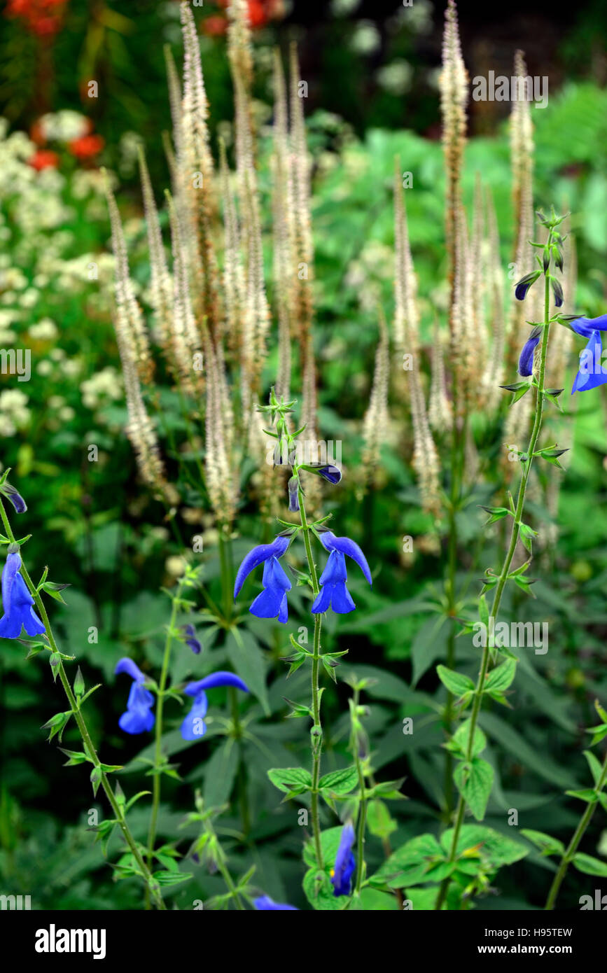 gentian sage salvia patens blue Veronicastrum virginicum album white ...