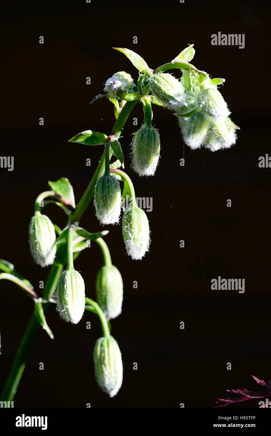 Lilium Martagon Lilit fluffy furry flower bud lily lillies unopened ...