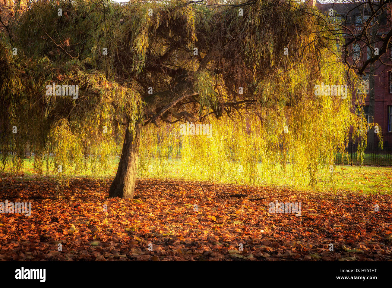 An autumn tree shed its leaves and lit by sunlight in park in ...