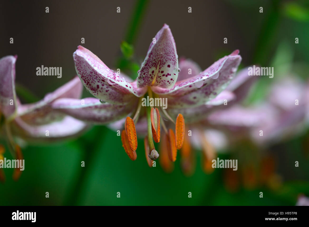 Lilium Martagon pink Morning lily lillies pink spotted speckled flower ...