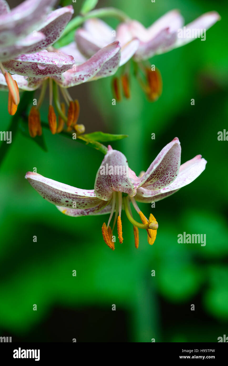 Lilium Martagon pink Morning lily lillies pink spotted speckled flower ...