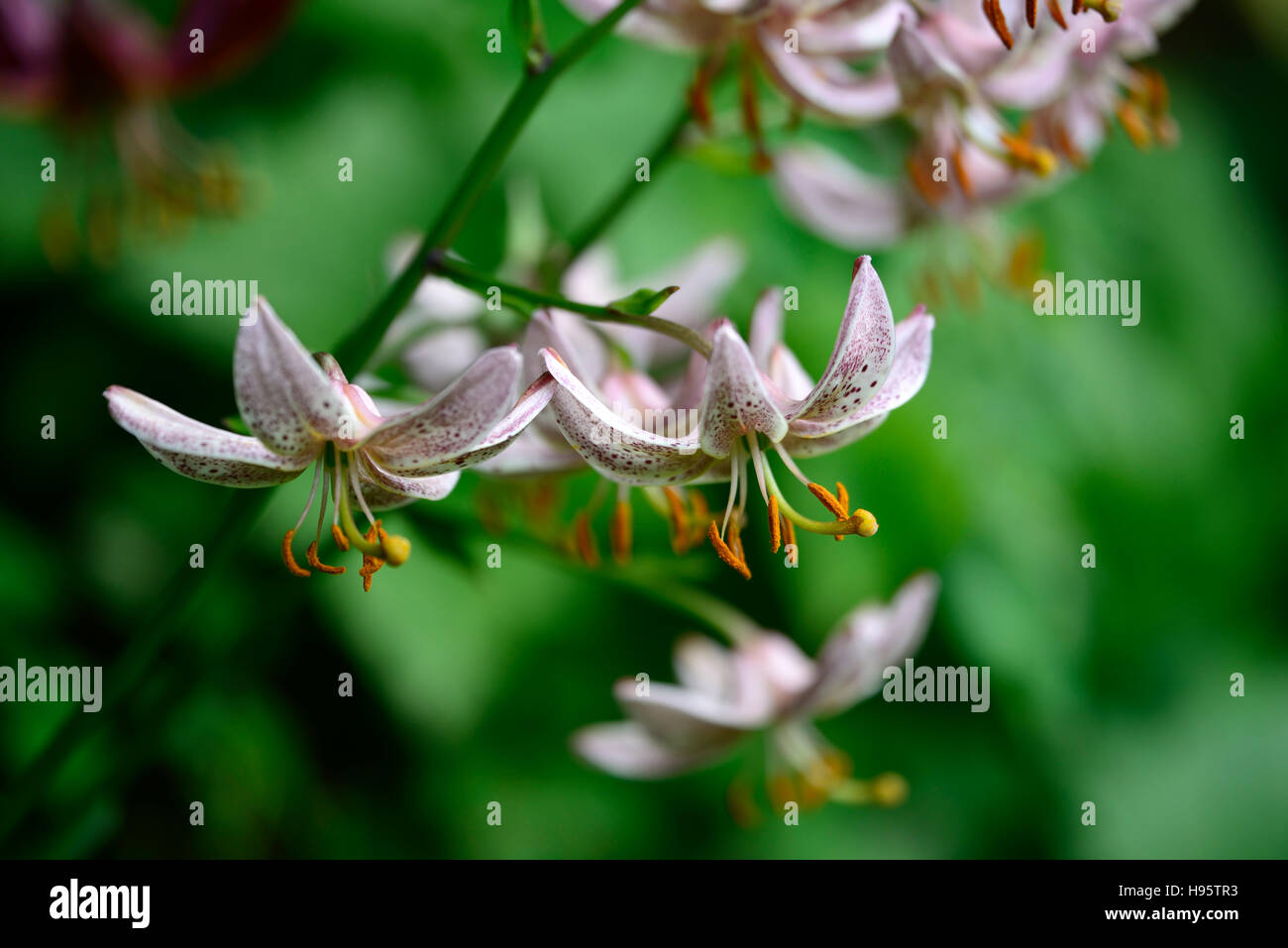 Lilium Martagon pink Morning lily lillies pink spotted speckled flower ...