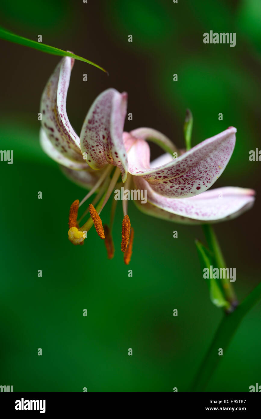 Lilium Martagon pink Morning lily lillies pink spotted speckled flower ...