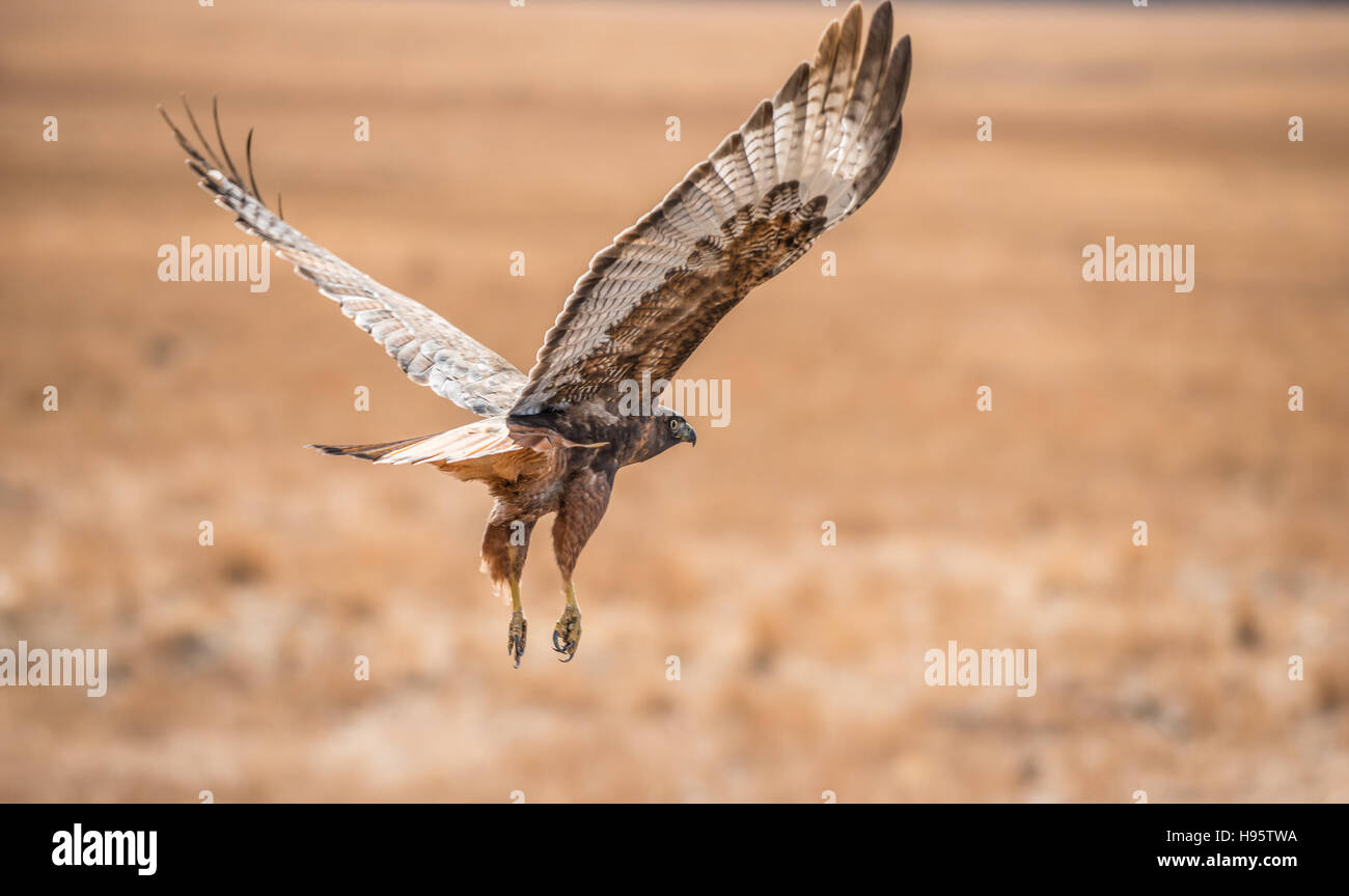 Brown Hawk Bird in mid frilght close-up Stock Photo - Alamy