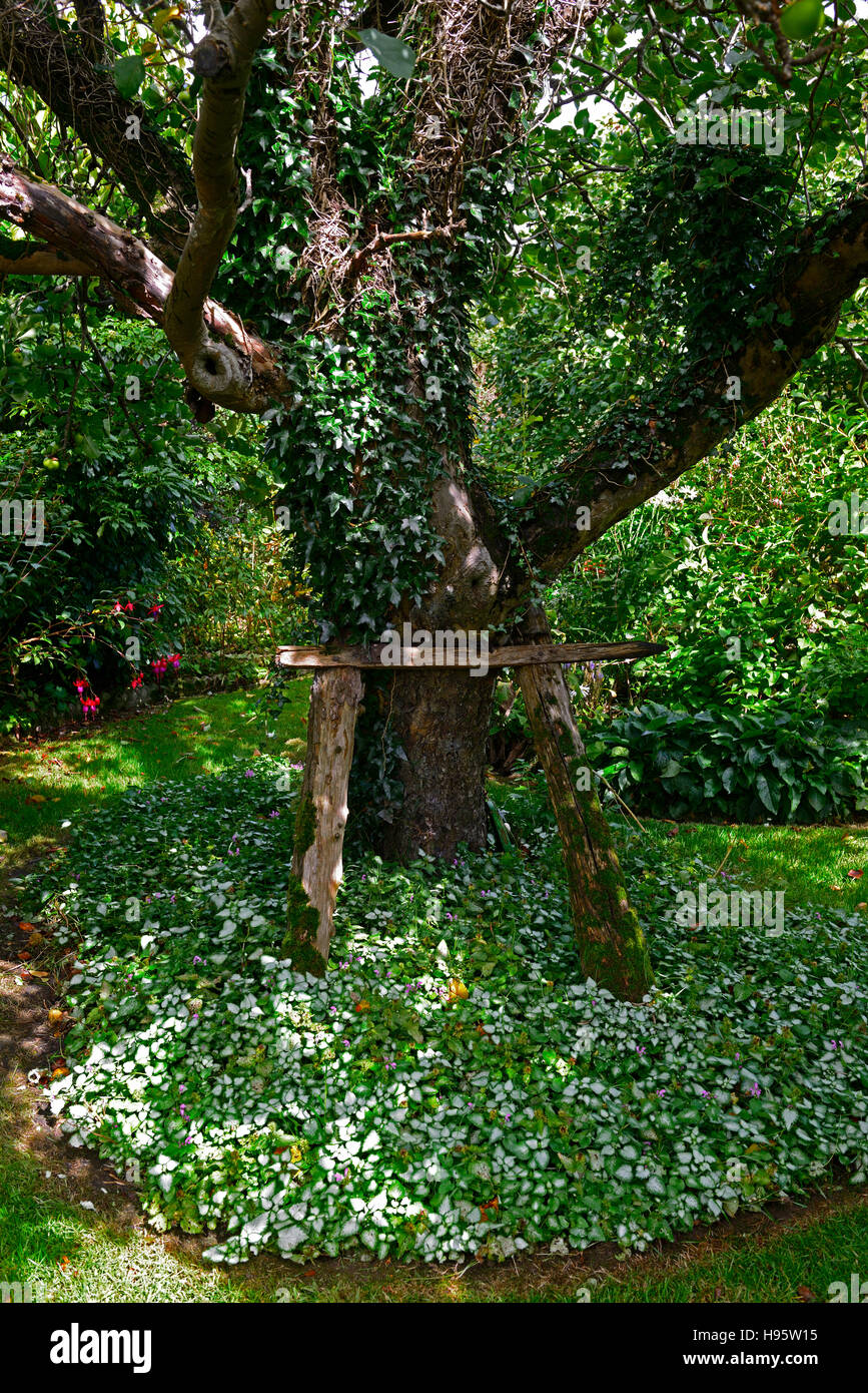 propped up tree support supported prop aid assist old weak damaged tree ...