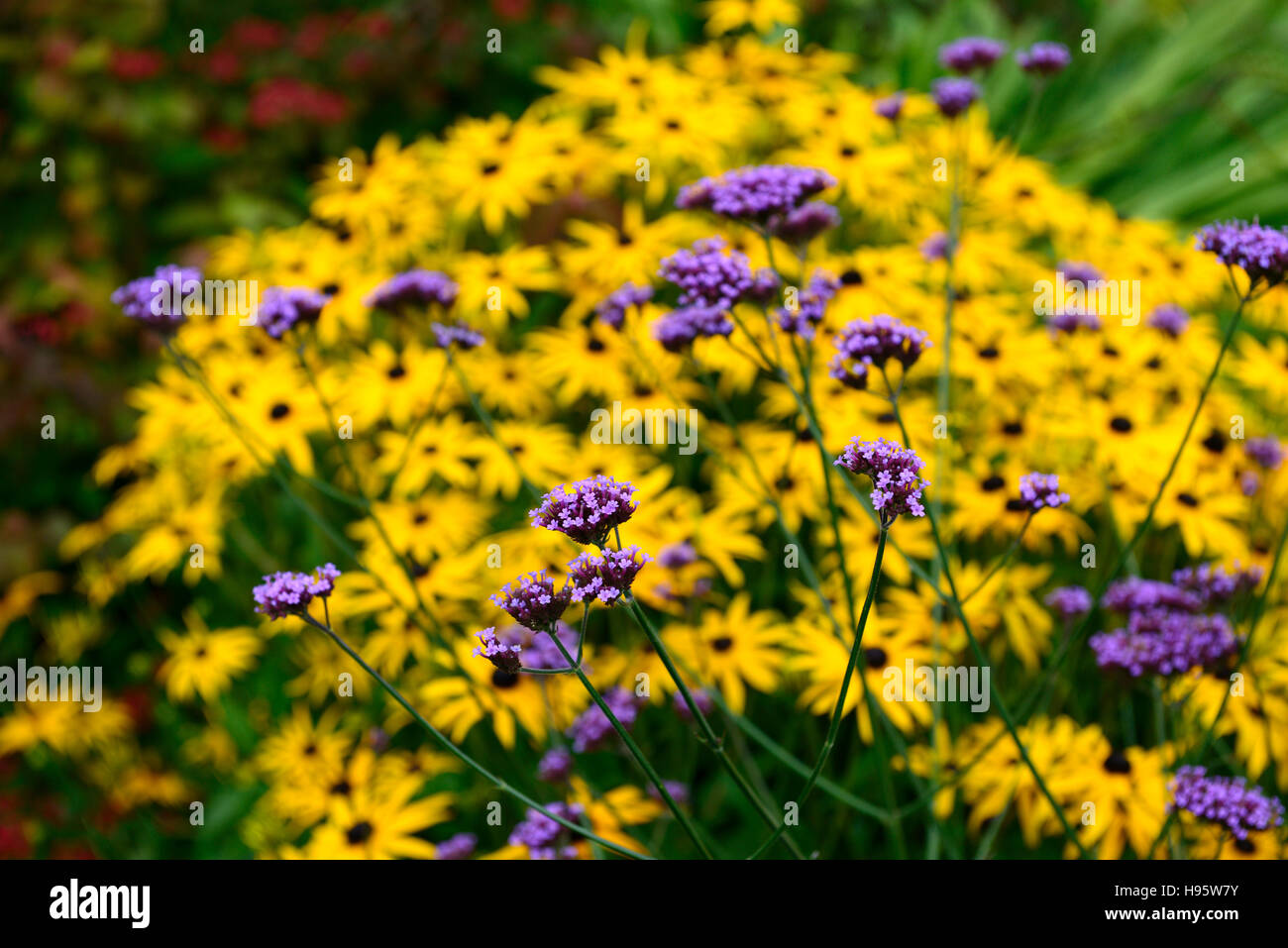 verbena bonariensis rudbeckia fulgida goldsturm yellow purple flower ...