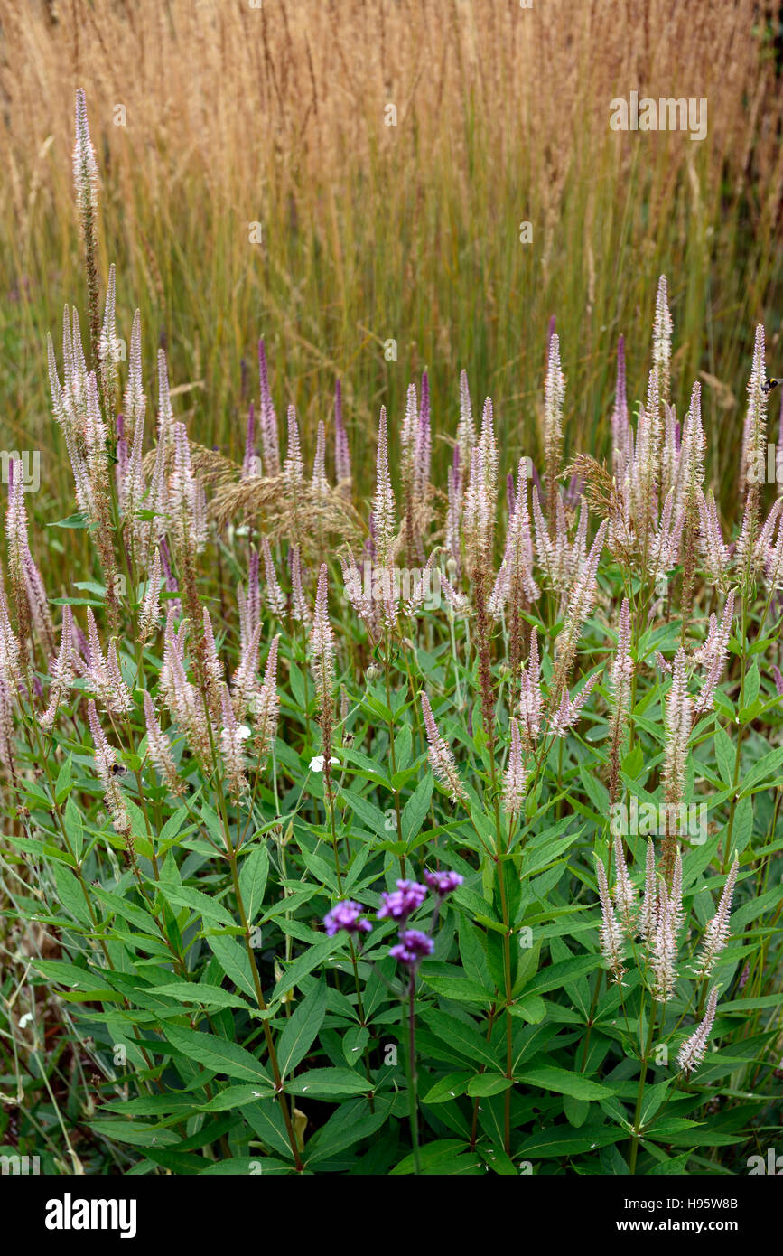 Veronicastrum virginicum var incarnatum album hi-res stock photography ...