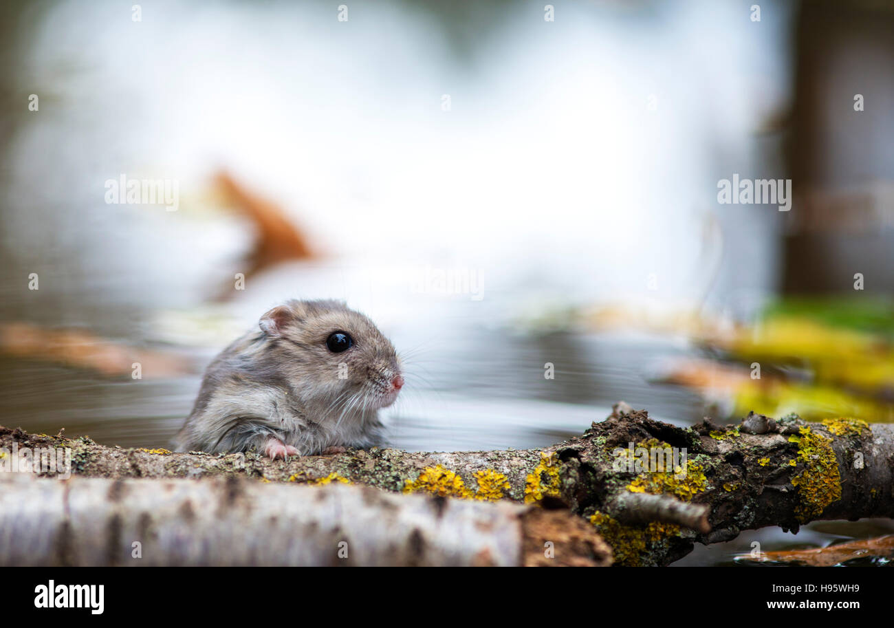 cute little mouse hiding behind a twig Stock Photo - Alamy